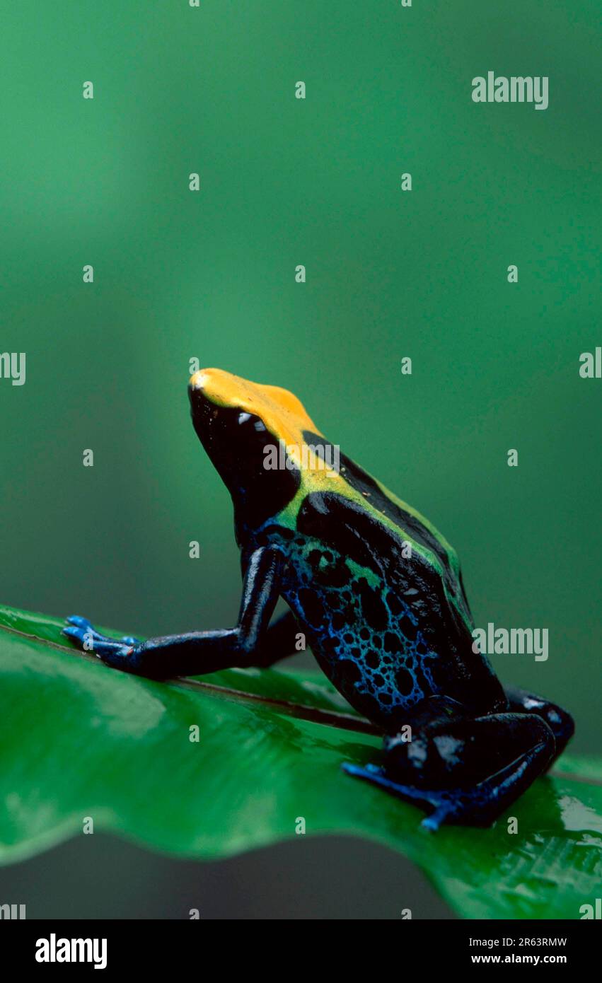 Dyeing Poison Arrow Frog (Dendrobates tinctorius), Poison Dart Frog ...