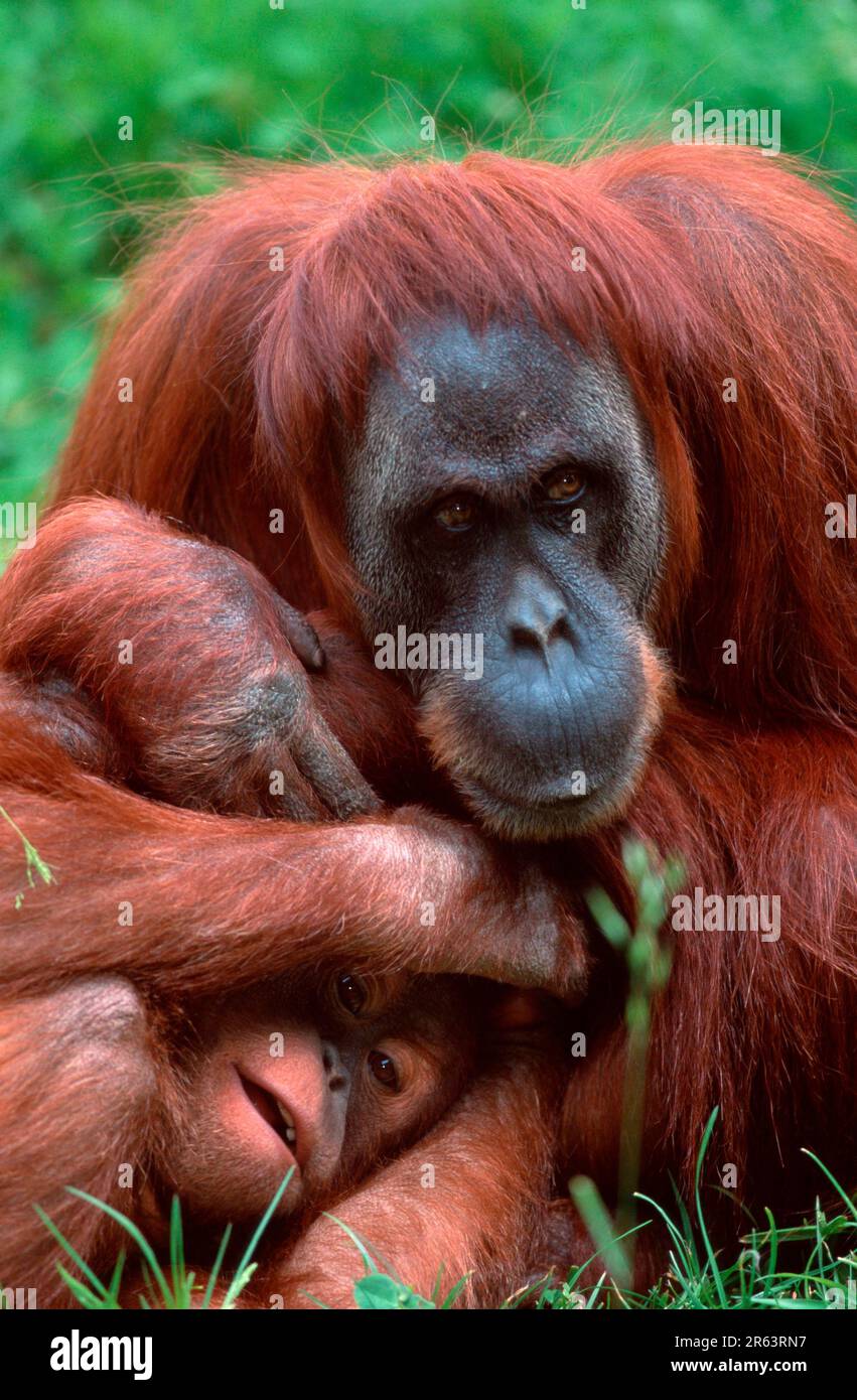 Sumatran orangutan, female and young (Pongo pygmaeus abelii Stock Photo ...