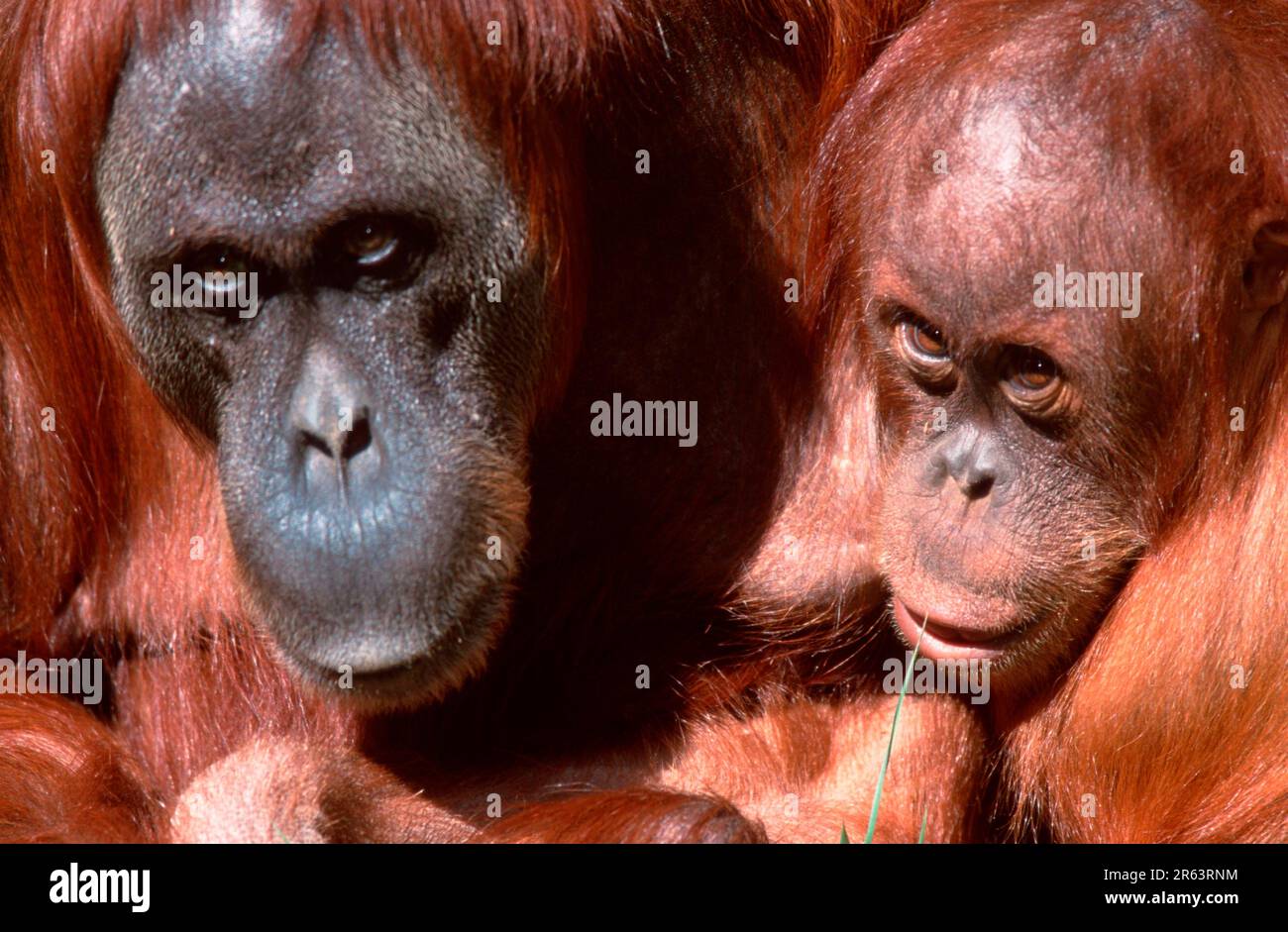 Sumatran Orang Utans, female nursing young (Pongo pygmaeus abelii Stock ...