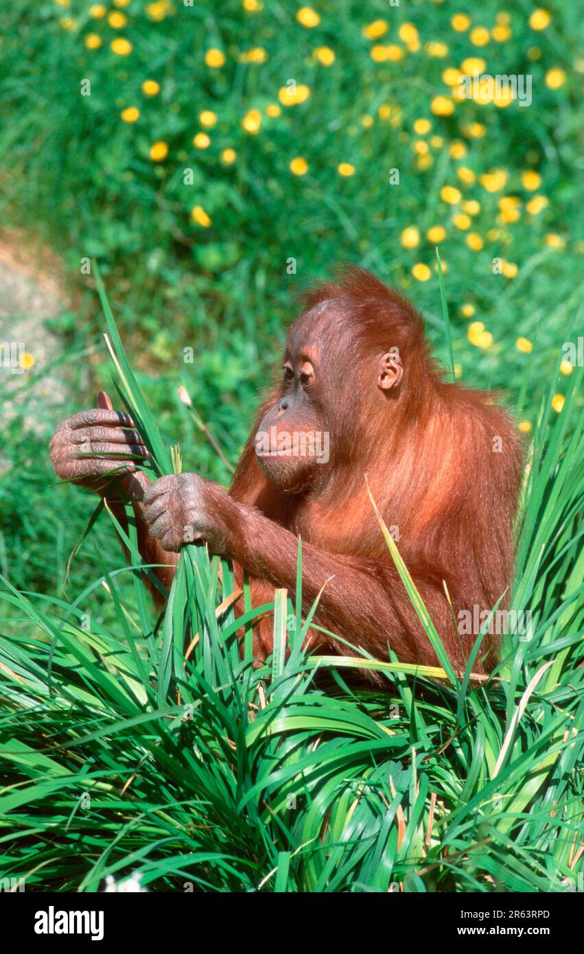 Young Sumatran orangutan (Pongo pygmaeus abelii Stock Photo - Alamy