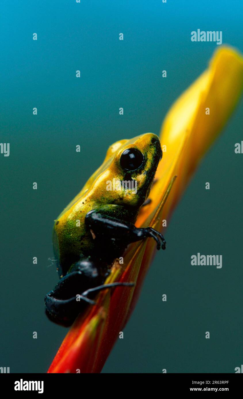 Black-legged black-legged poison frog (Phyllobates bicolor), poison ...