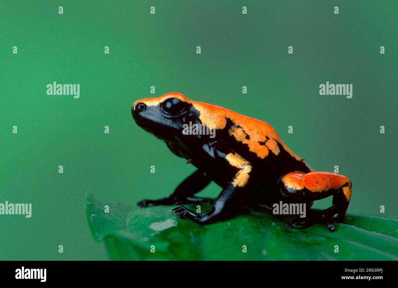 Splash-Backed Poison Arrow Frog (Dendrobates galactonotus Stock Photo ...