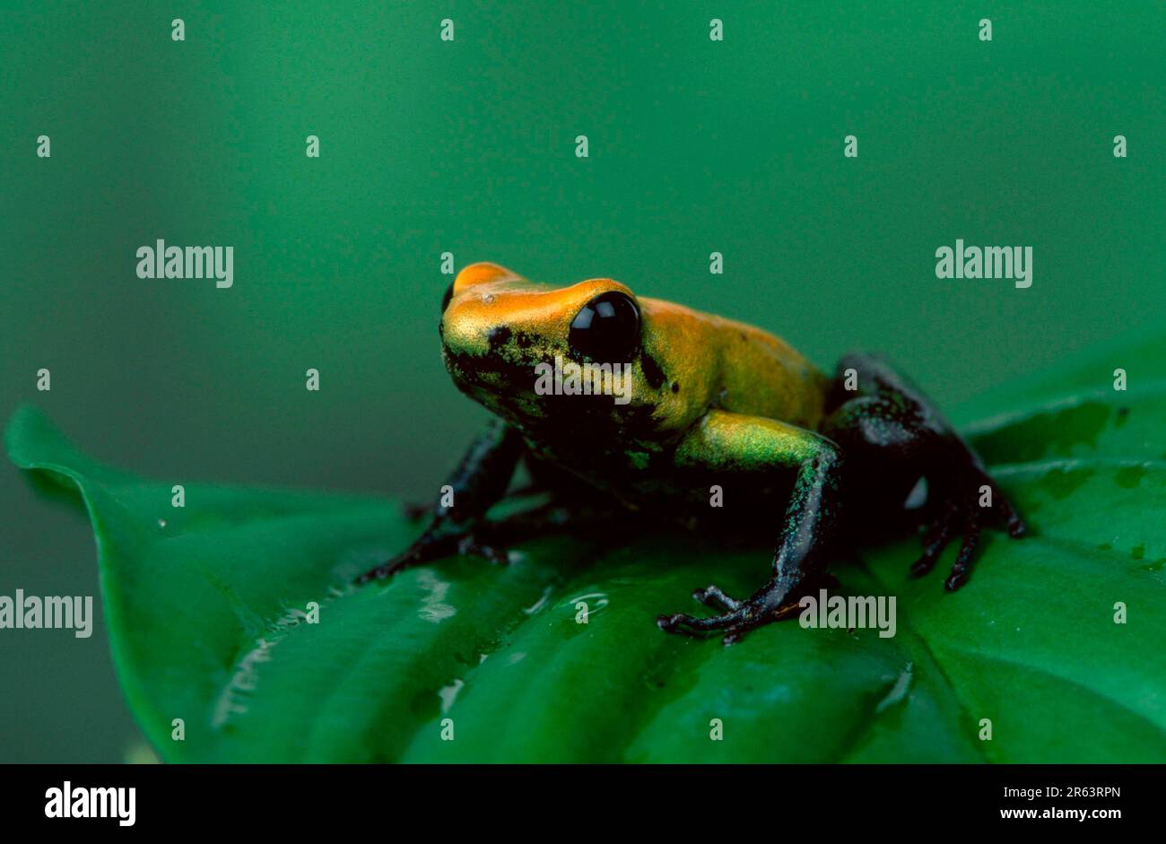 Black-legged black-legged poison frog (Phyllobates bicolor), poison ...