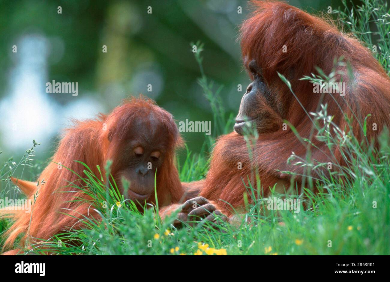 Sumatran orangutan, female and young (Pongo pygmaeus abelii Stock Photo ...