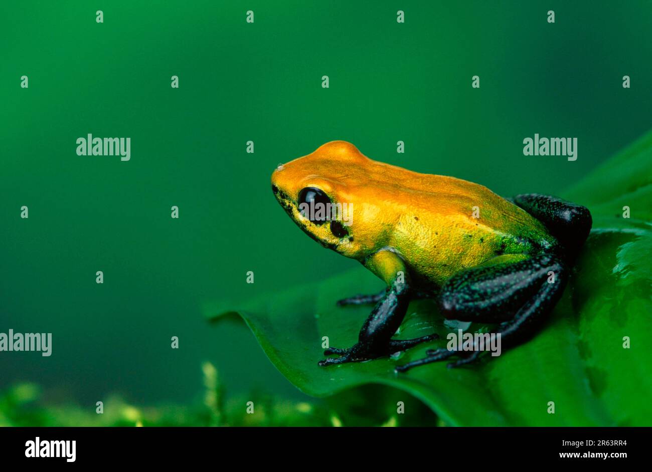 Black-legged black-legged poison frog (Phyllobates bicolor), poison ...