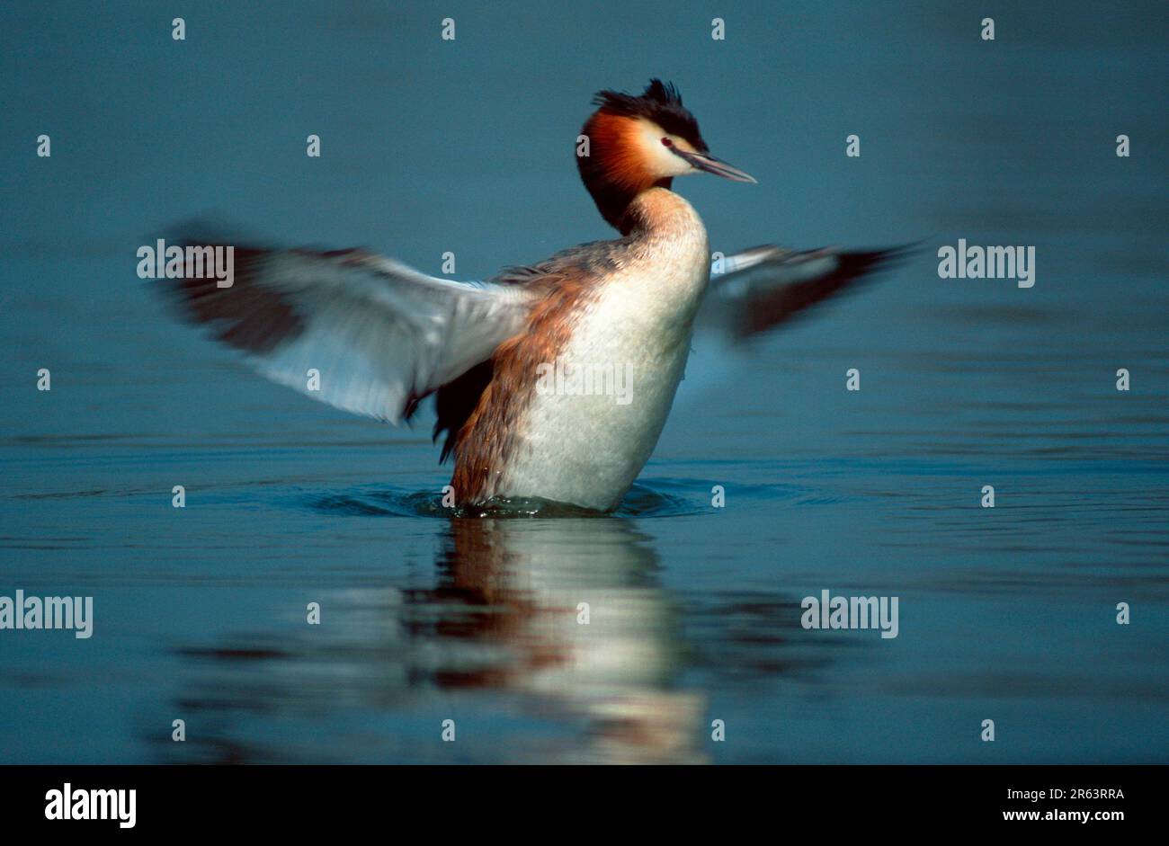 Great crested grebe (Podiceps cristatus), wing-beating, North Rhine ...