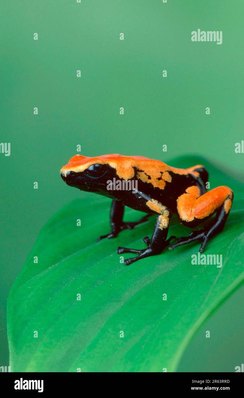 Poison Arrow Frog, Poison Dart Frog (Dendrobates galactonotus), Poison ...
