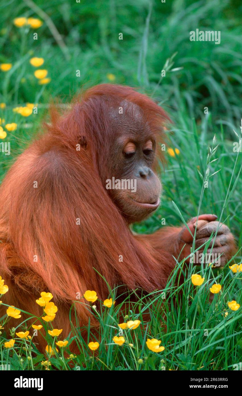 Young Sumatran orangutan (Pongo pygmaeus abelii Stock Photo - Alamy