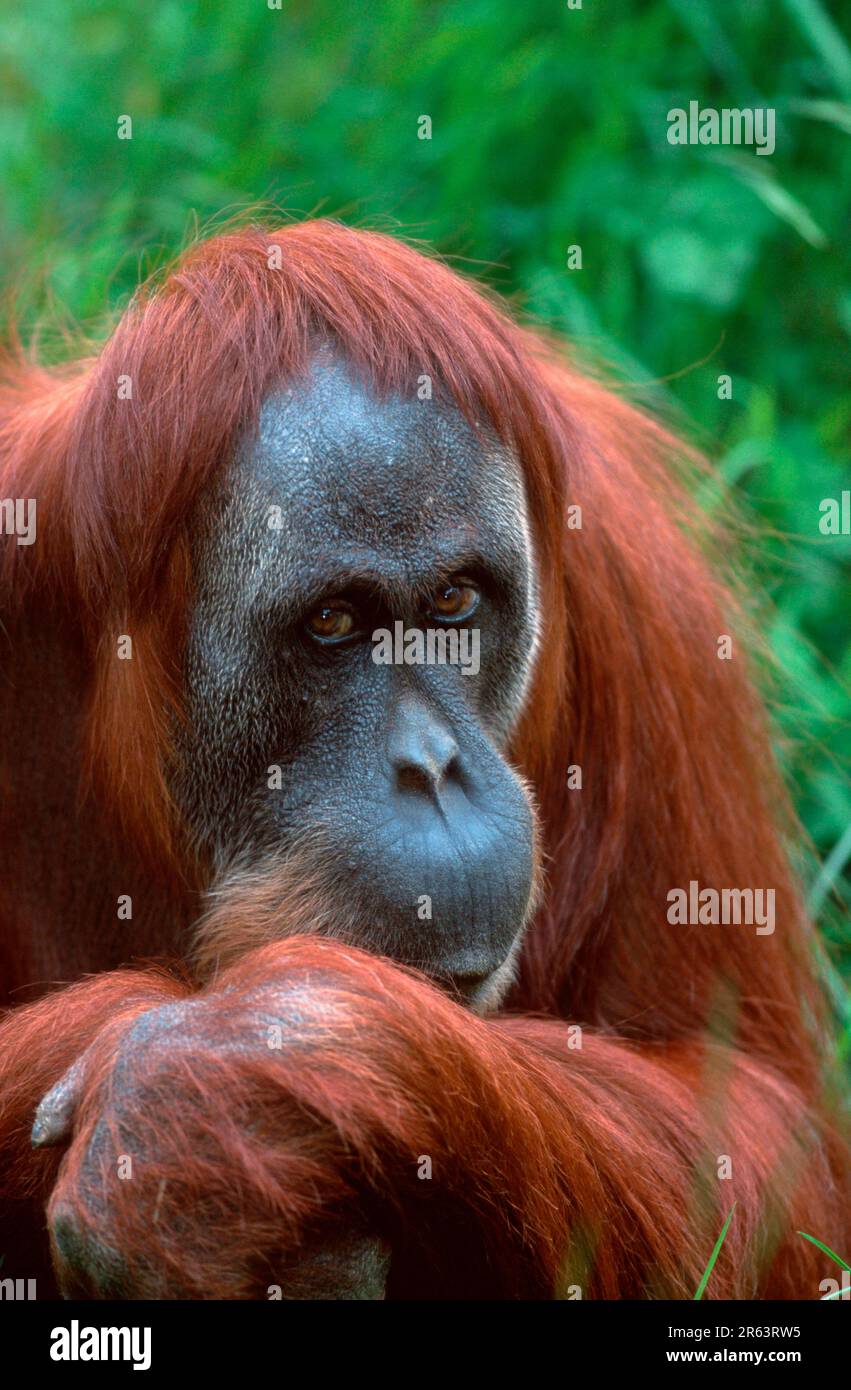 Sumatran orangutan, female (Pongo pygmaeus abelii Stock Photo - Alamy