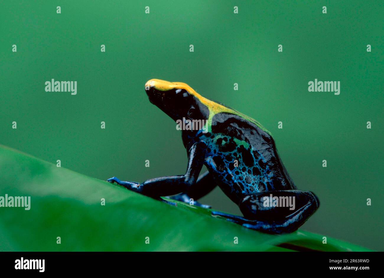 Dyeing Poison Arrow Frog (Dendrobates tinctorius), Poison Dart Frog ...