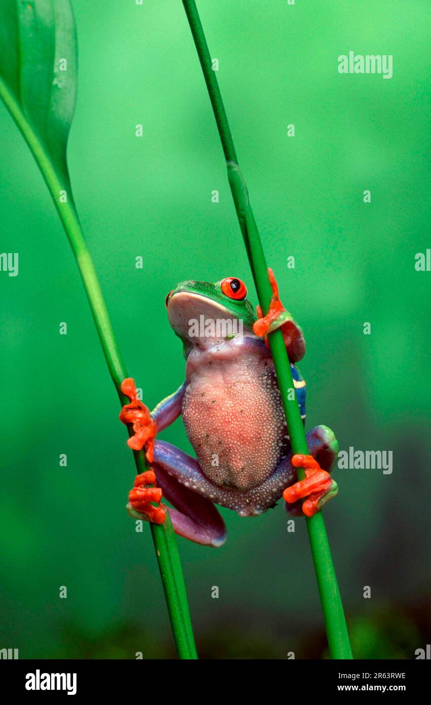 Red-eyed tree frog (Agalychnis callidryas), female, red-eyed frog Stock Photo - Alamy