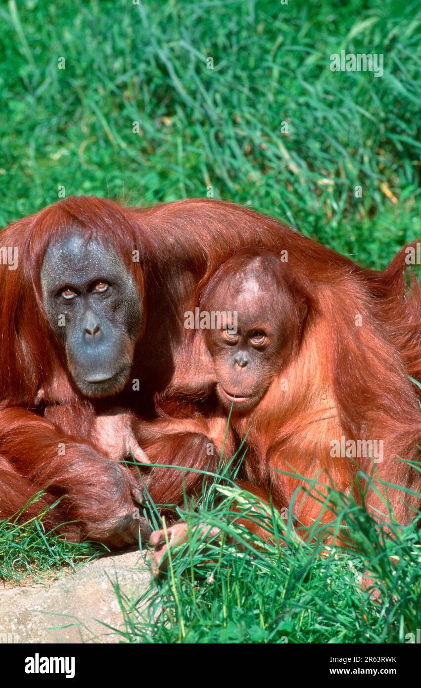 Sumatran Orang Utans, female nursing young (Pongo pygmaeus abelii Stock ...