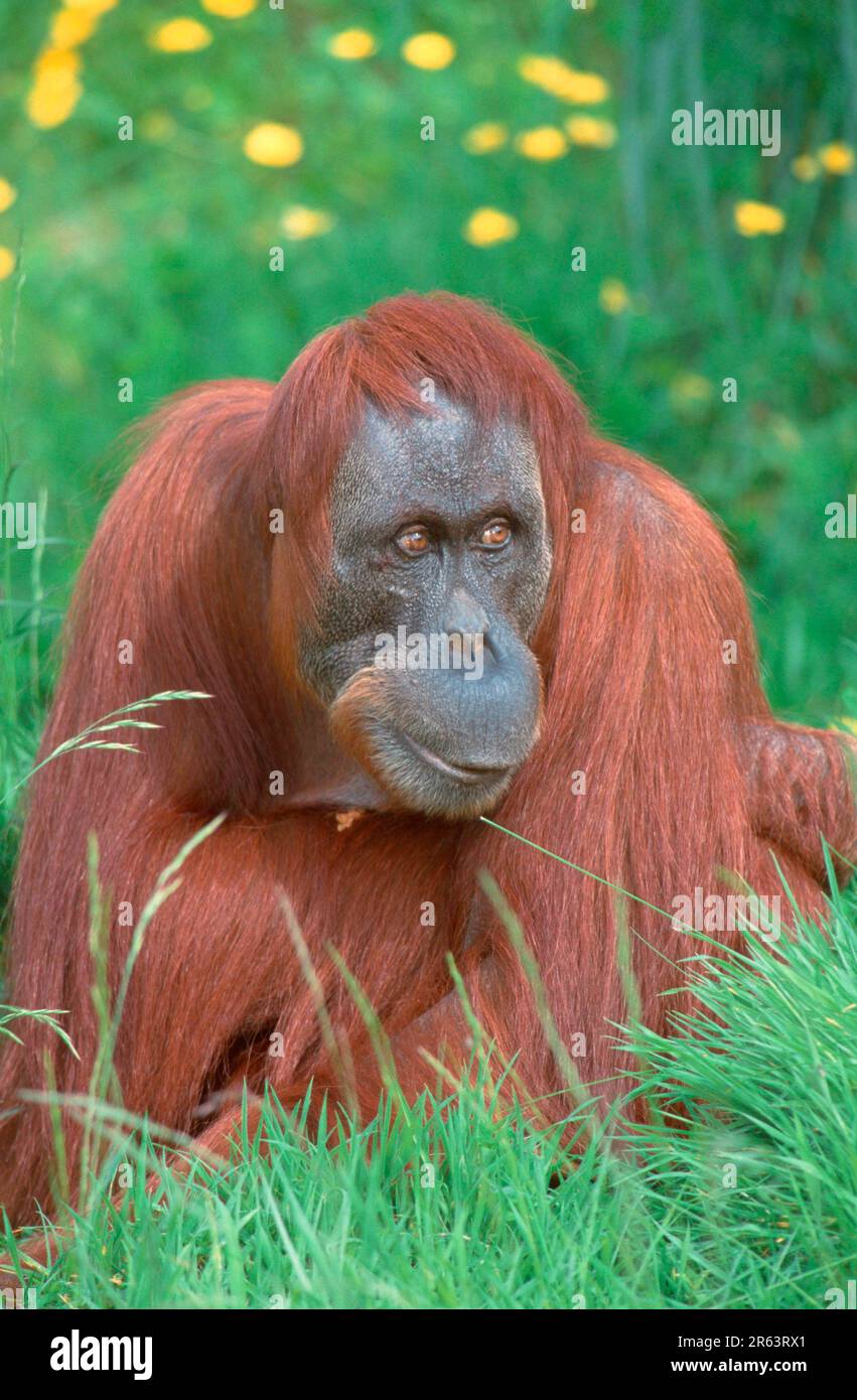 Sumatran orangutan, female (Pongo pygmaeus abelii Stock Photo - Alamy