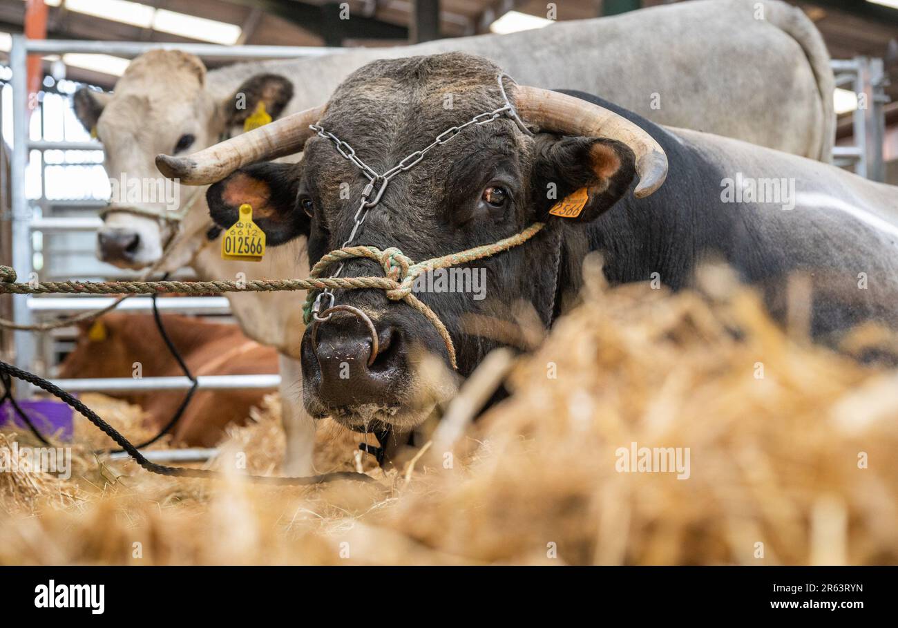 Dalswinton Estate, near Dumfries, UK. 6th June, 2023. News, business ...