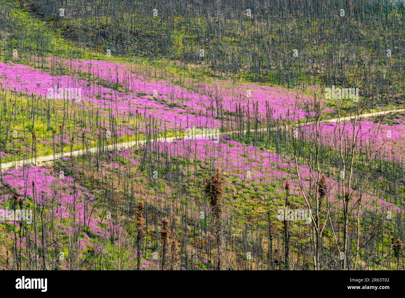 Wild flowers after forest fire hi-res stock photography and images - Alamy