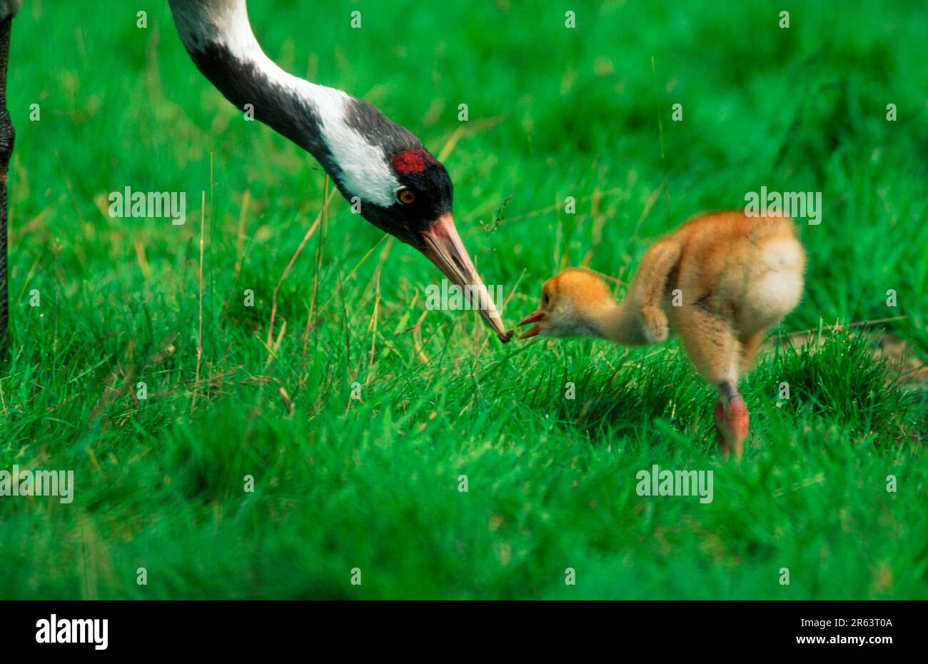 Crane feeding behavior hi-res stock photography and images - Alamy