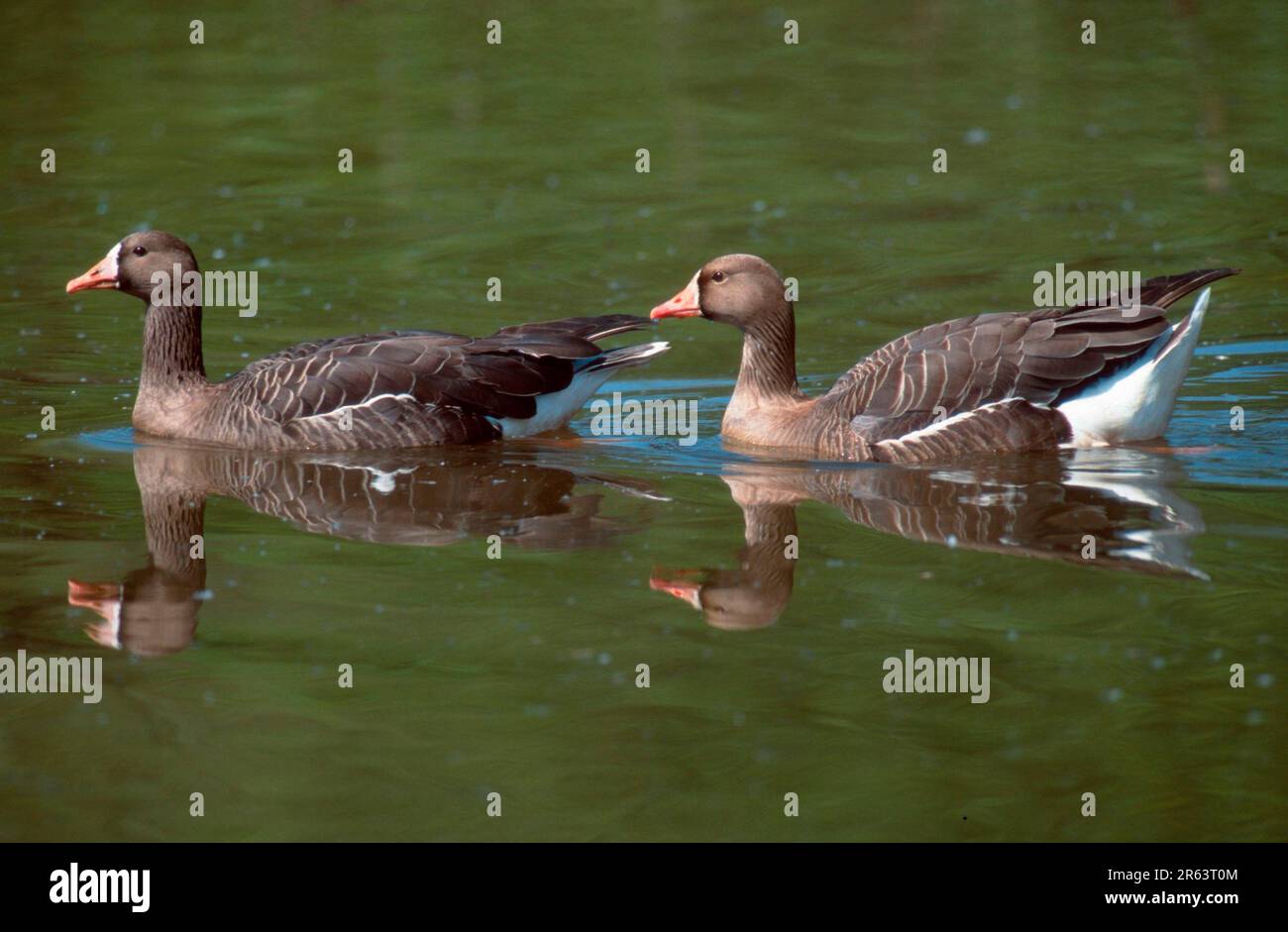 White-fronted Geese, pair, greater white-fronted geese (Anser albifrons ...