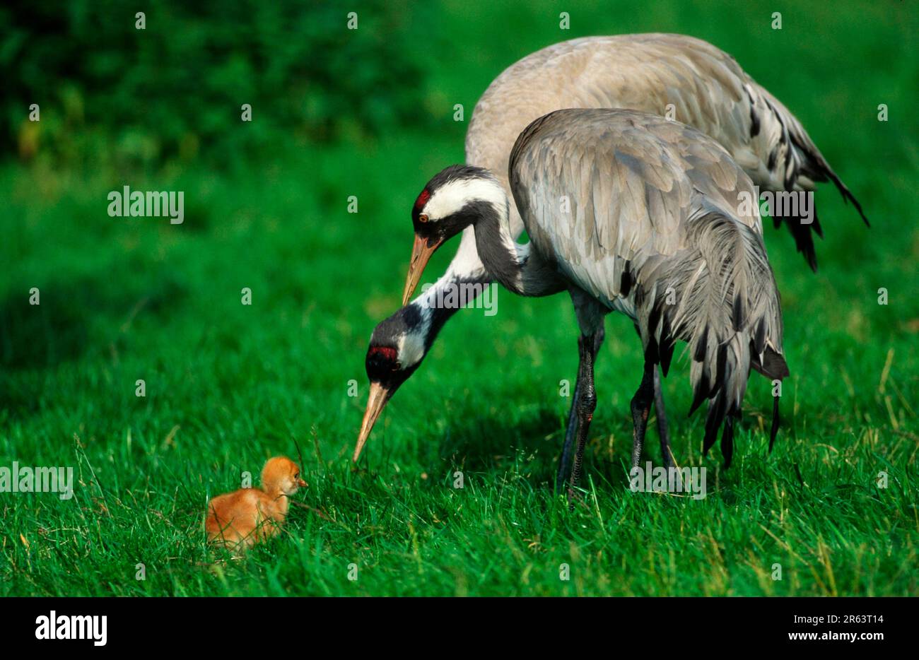 Common crane (Grus grus), pair with chicks Stock Photo - Alamy