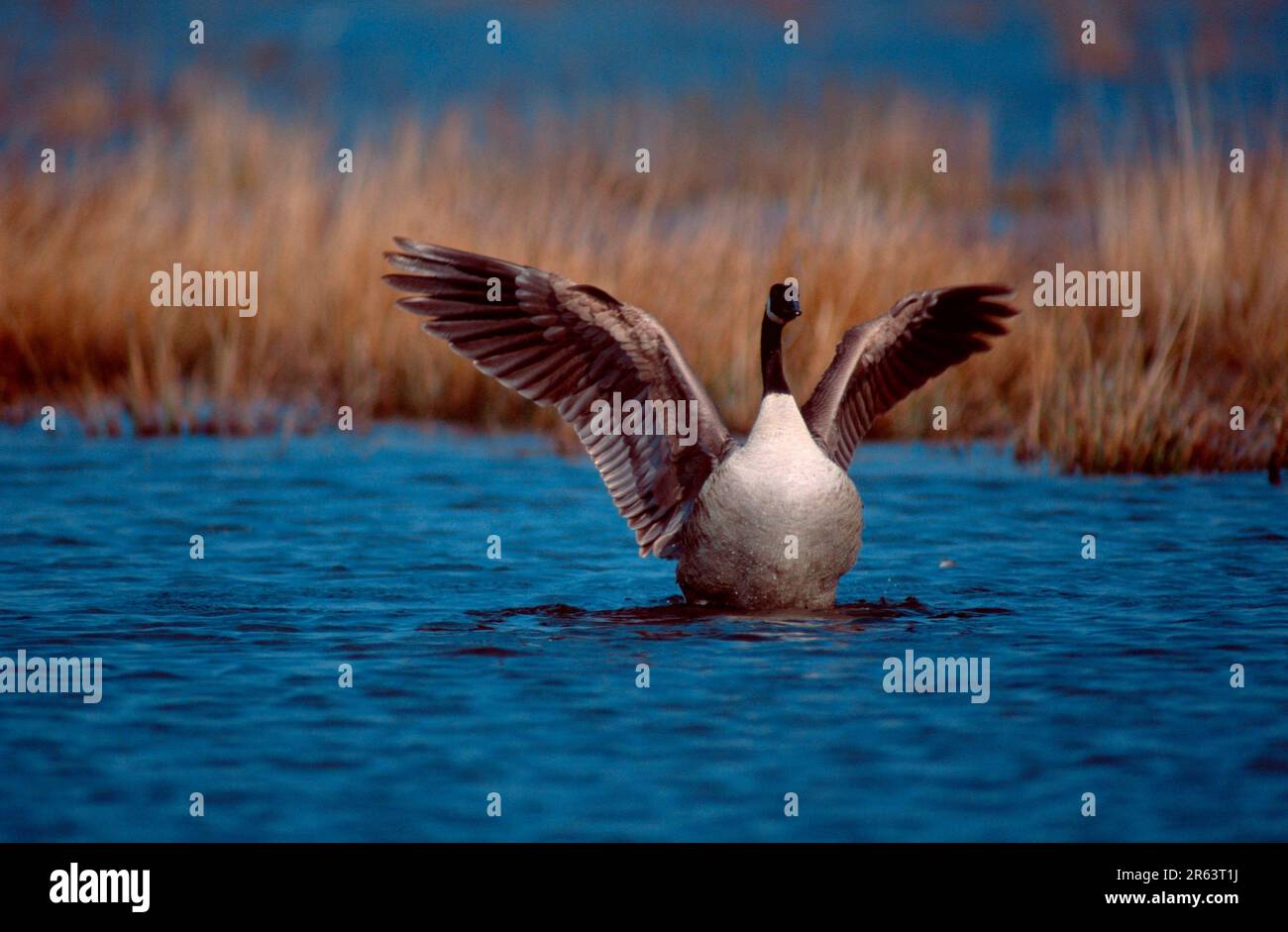 Canada Goose (Branta canadensis), flapping its wings, canada goose ...