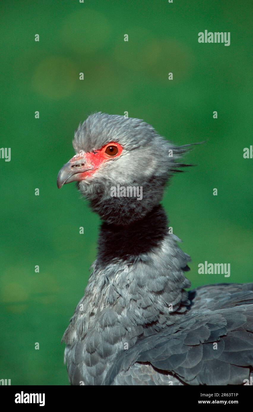 Screamer goose hi-res stock photography and images - Alamy