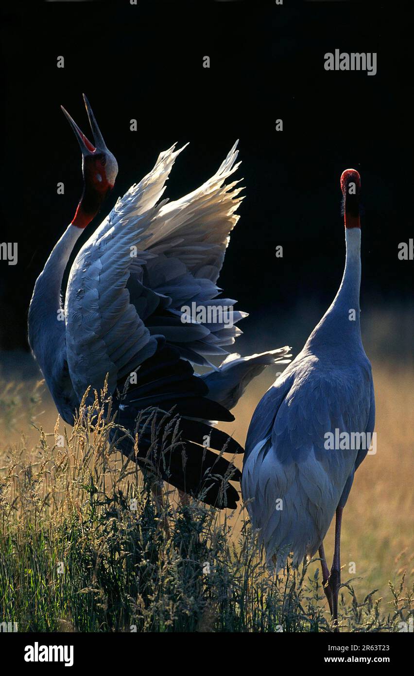 Sarus call hi-res stock photography and images - Alamy