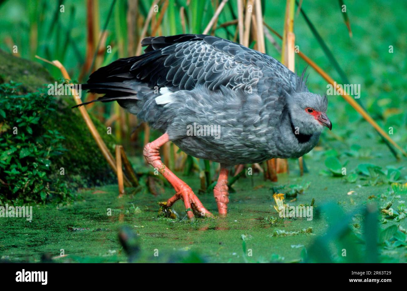 Screamer goose hi-res stock photography and images - Alamy