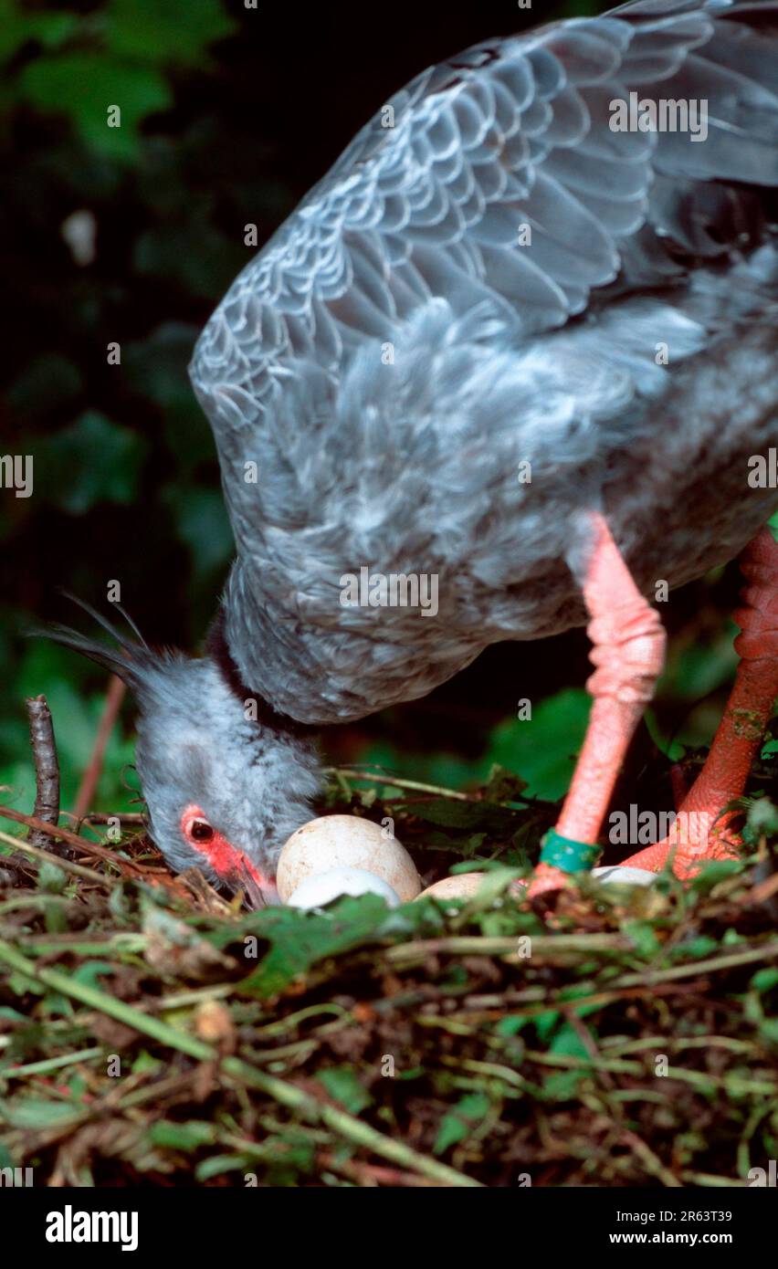 Southern Screamer (Chauna torquata), at nest, turning eggs, Crested ...