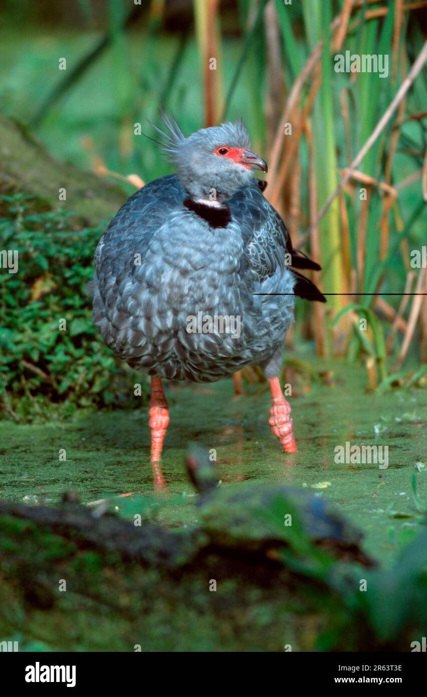 Southern Screamer (Chauna torquata), Crested Screamer Stock Photo - Alamy