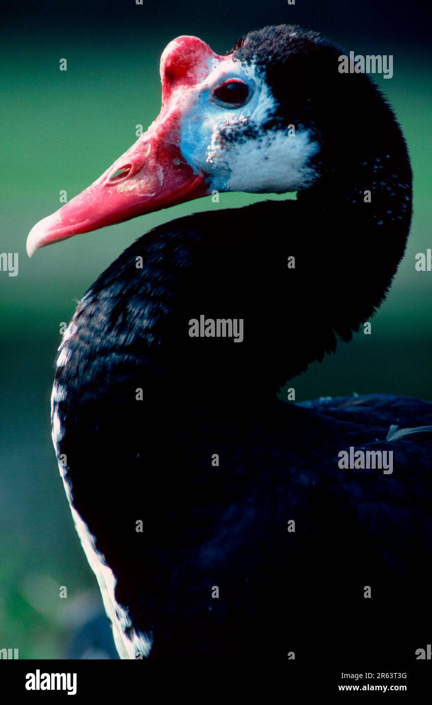 Spur-winged Goose (Plectropterus gambensis), side, profile Stock Photo ...