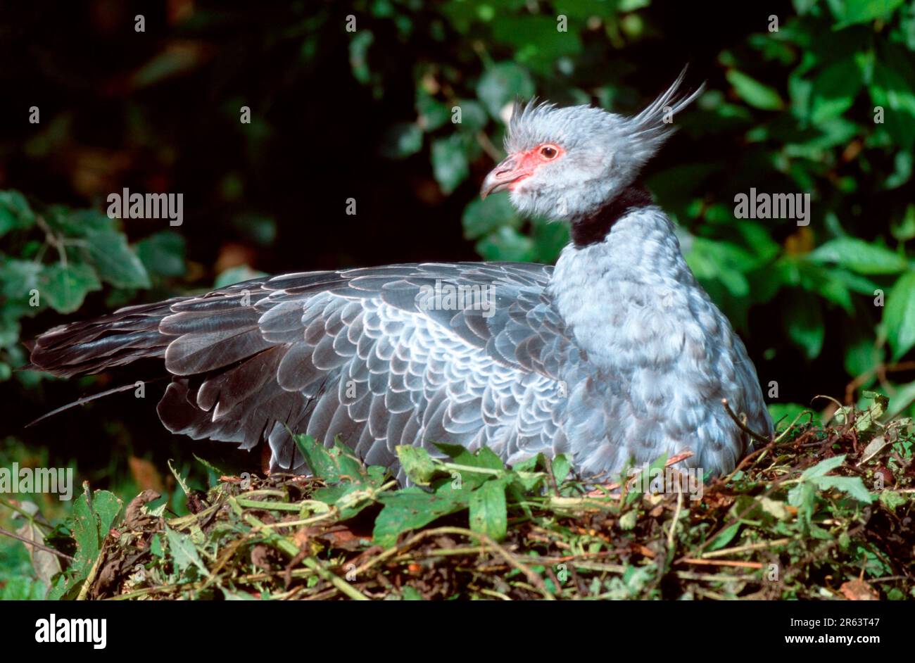 Southern Screamer (Chauna torquata), at nest, Crested Screamer Stock ...