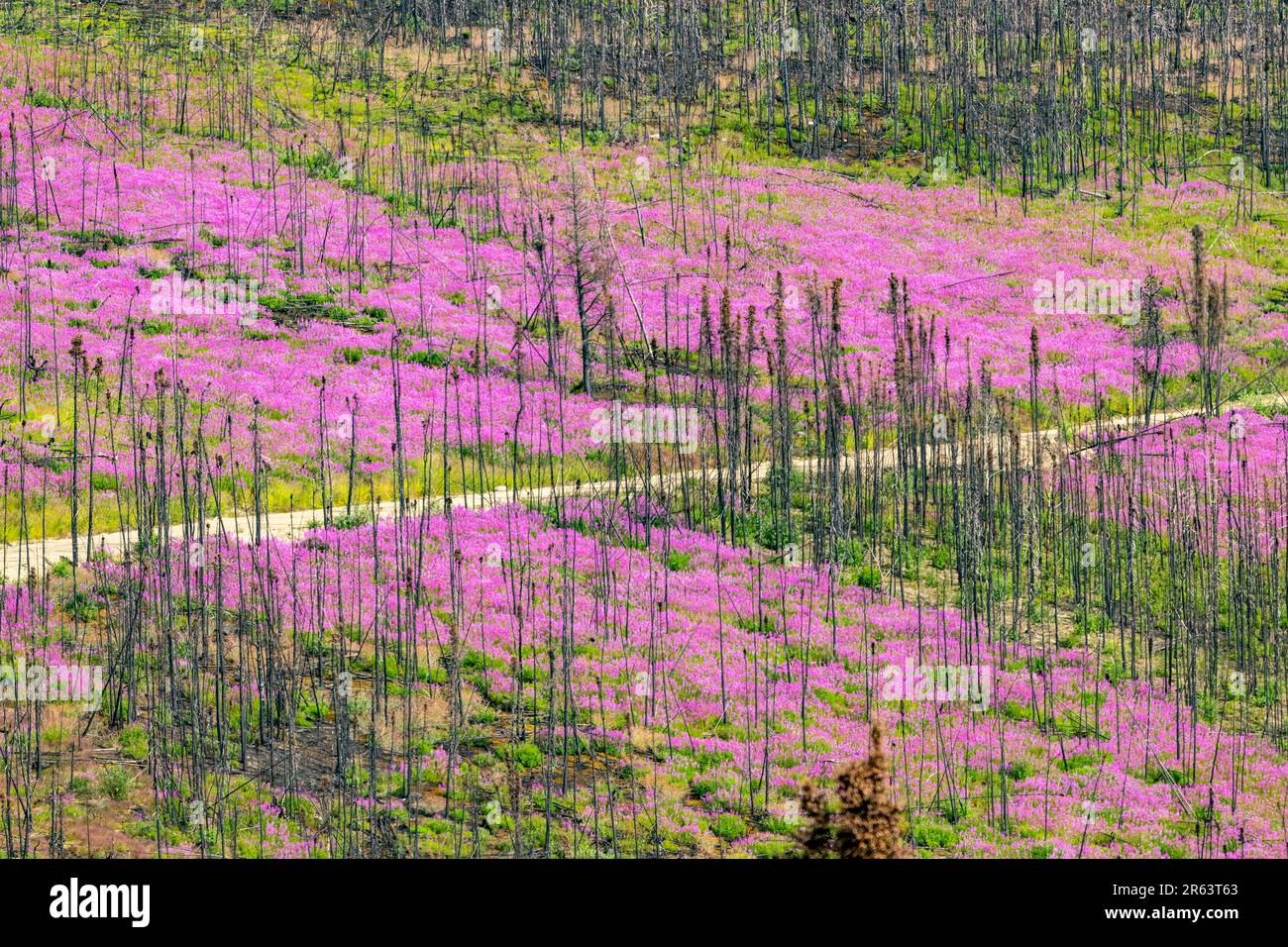 Wild flowers after forest fire hi-res stock photography and images - Alamy