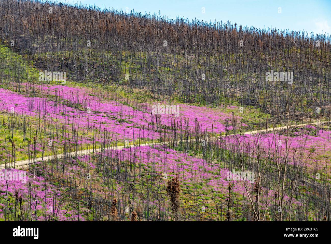 Wild flowers after forest fire hi-res stock photography and images - Alamy