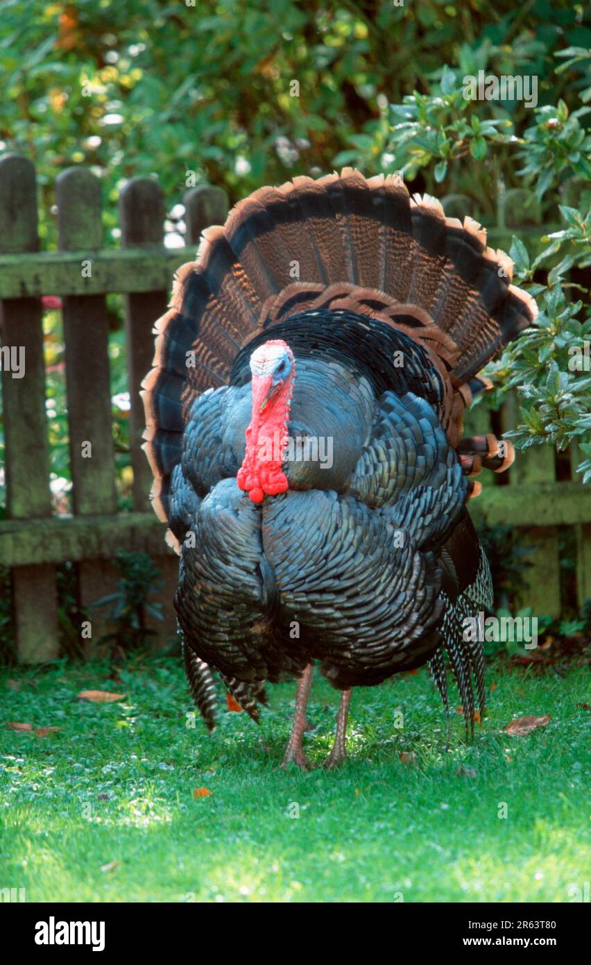 Domestic Turkey, male, courtship display, common turkey (Meleagris ...