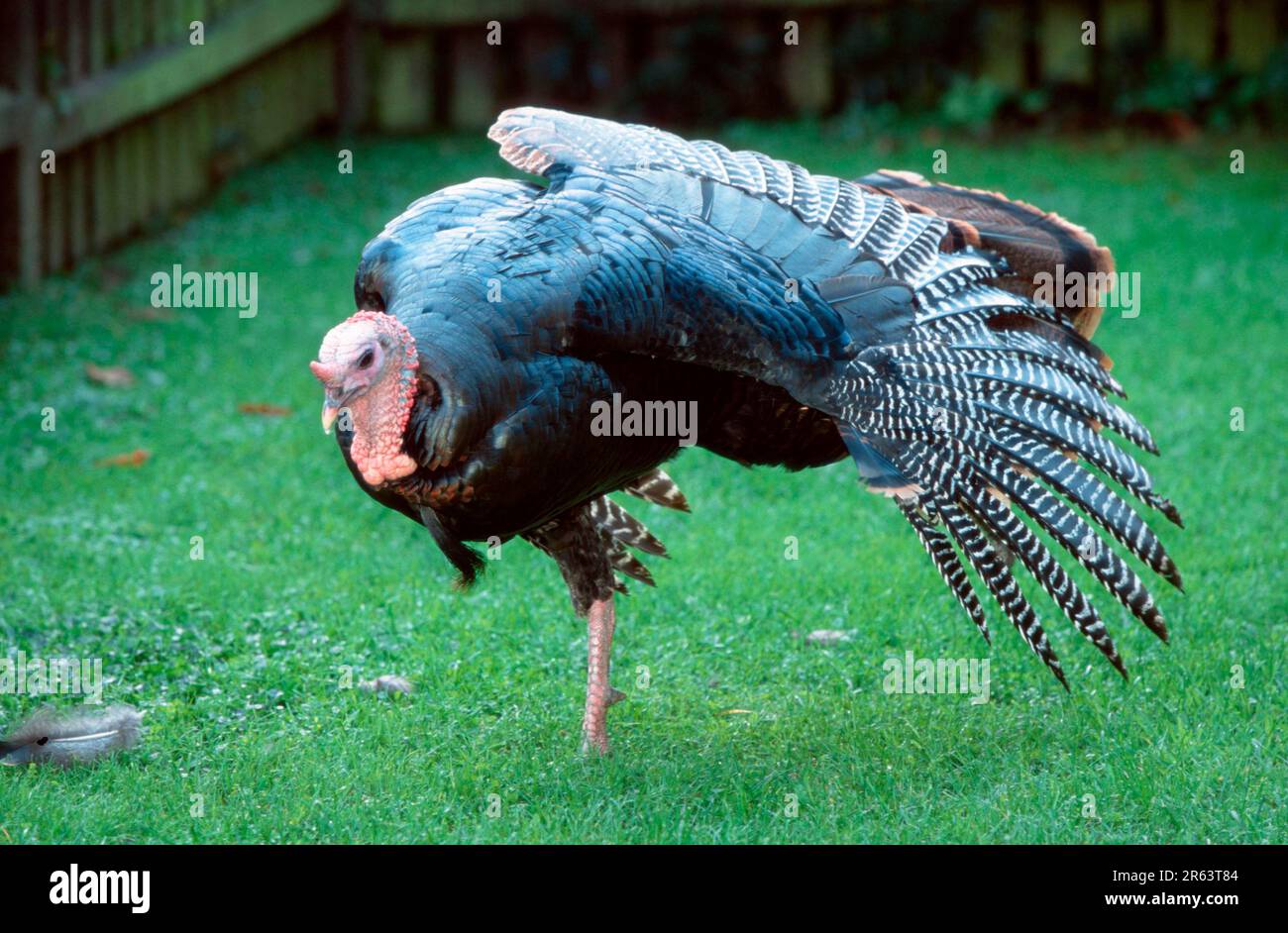 Domestic Turkey (Meleagris gallopavo), male, stretching his wing Stock ...