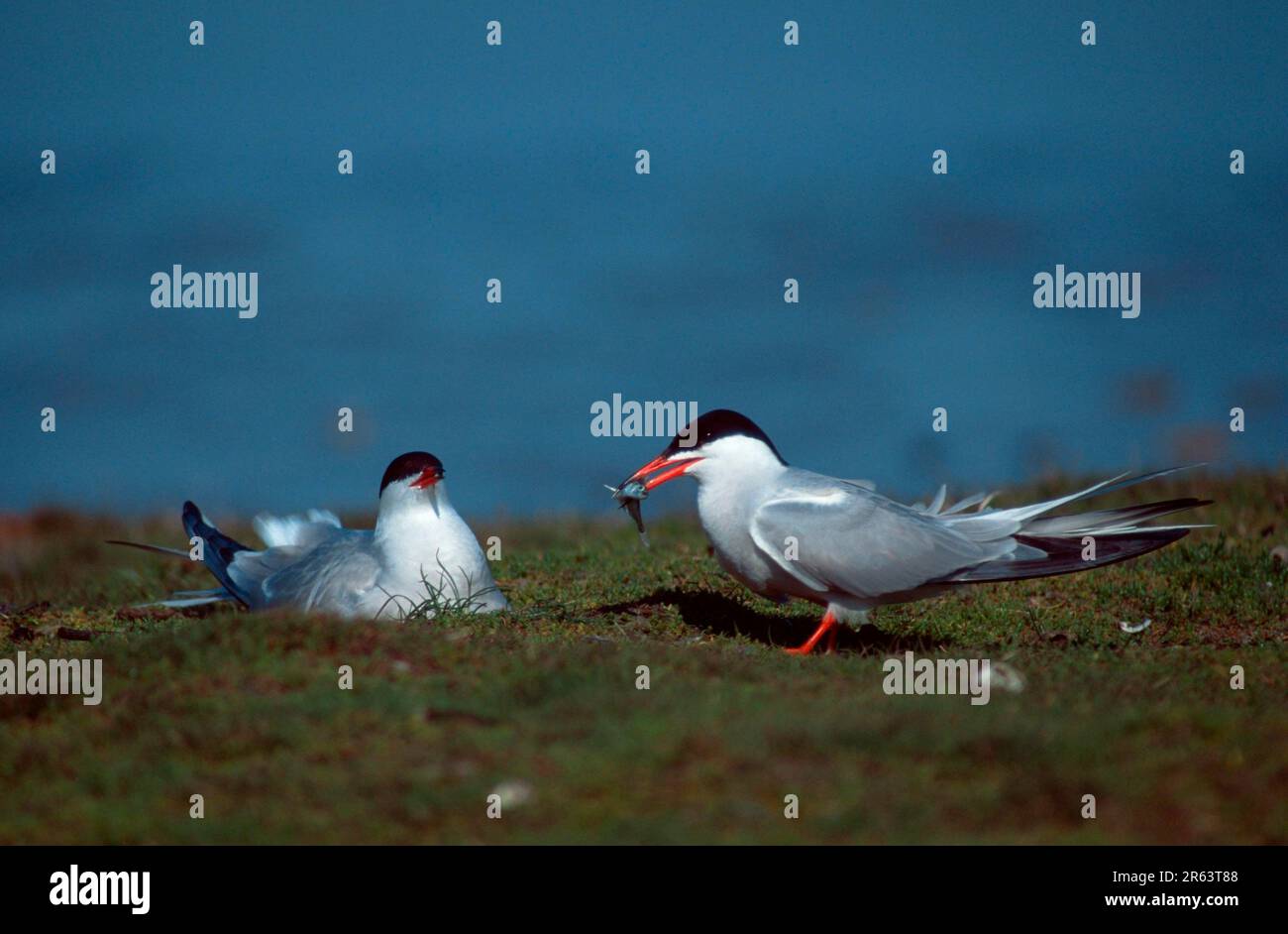 Common terns (Sterna hirundo), pair, at nest, Texel, Netherlands Stock Photo - Alamy