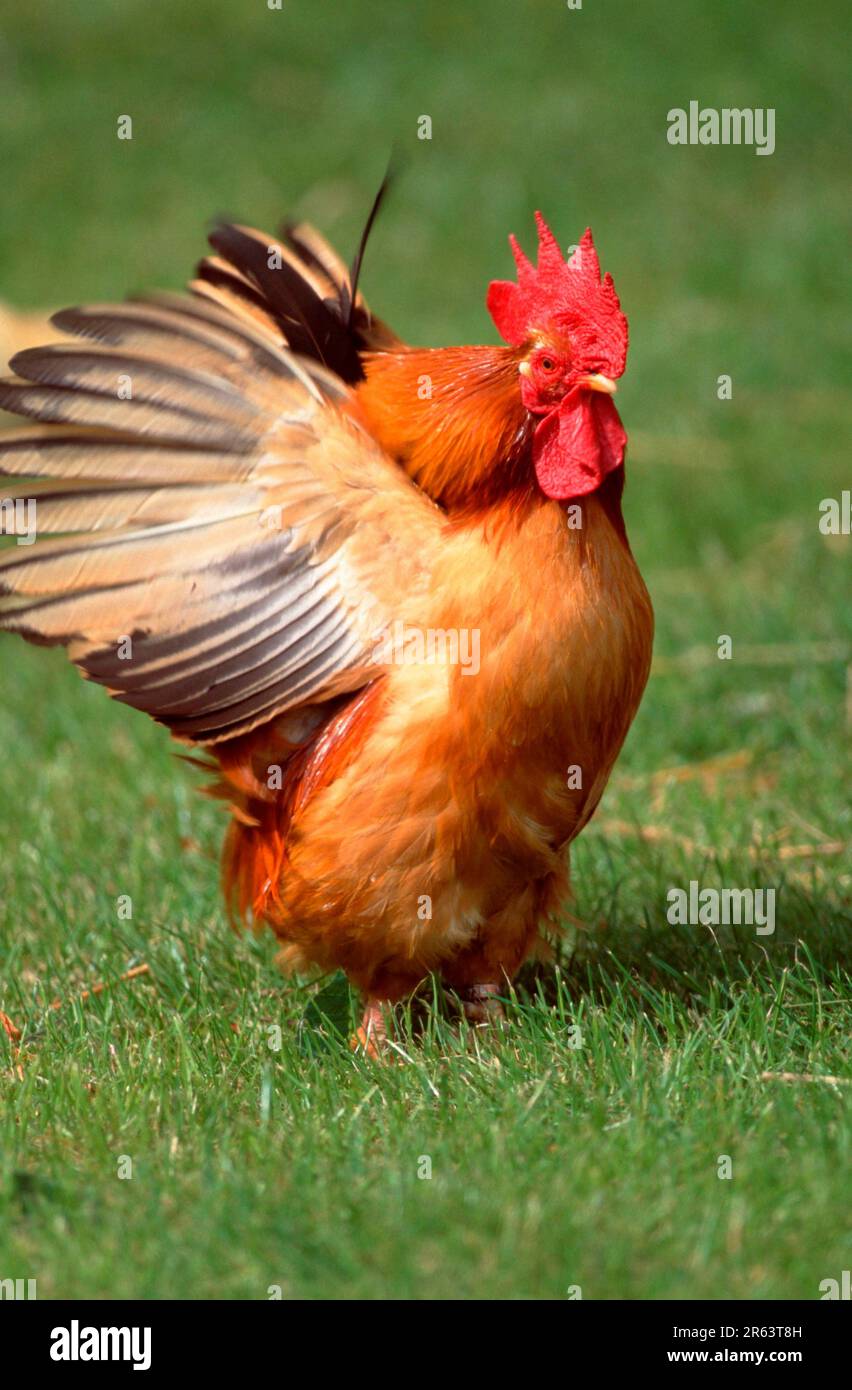 Chabo Chicken, rooster, flapping his wings (Gallus domesticus), cock ...