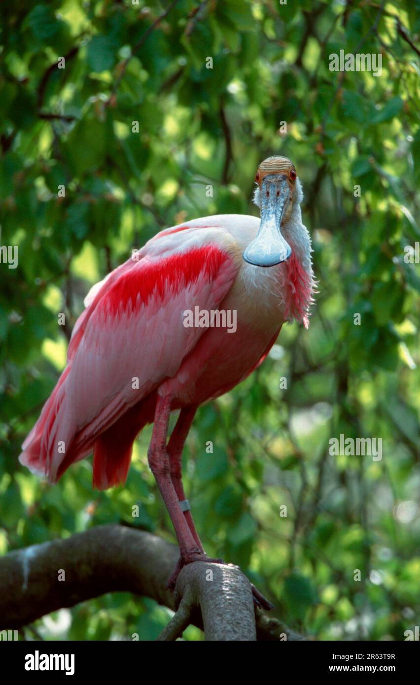 Mature spoonbill hi-res stock photography and images - Alamy
