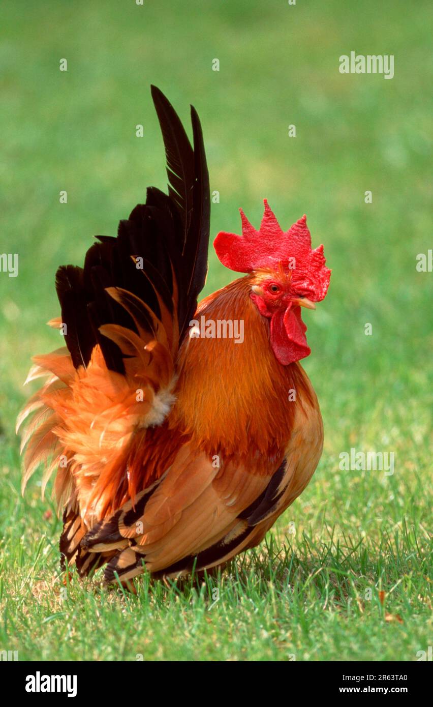Adult rooster with hi-res stock photography and images - Alamy