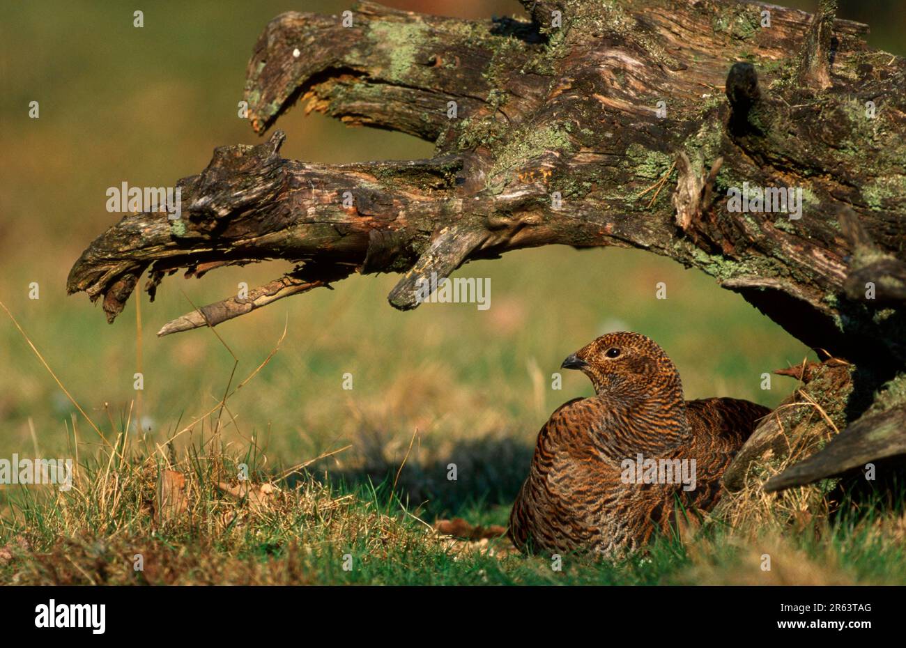 Black Grouse (Tetrao tetrix) (Lyrurus tetrix), female Stock Photo - Alamy