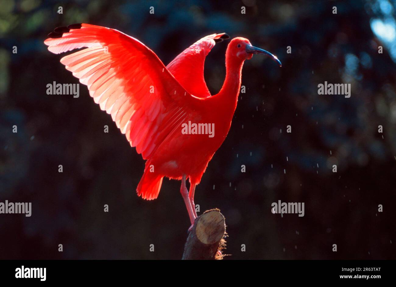 Scarlet ibis adult bird hi-res stock photography and images - Alamy