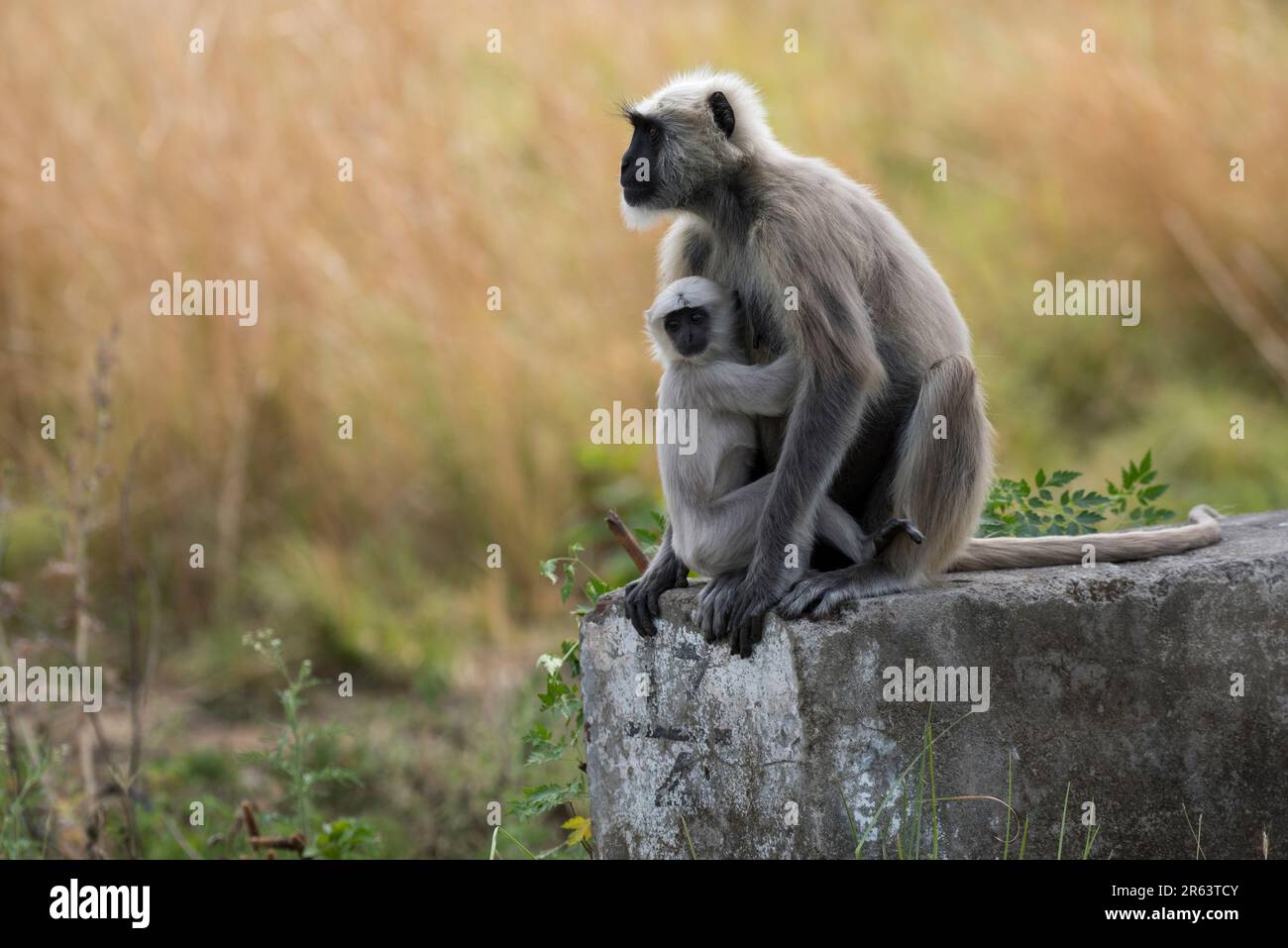 Mother young grey langur hi-res stock photography and images - Alamy