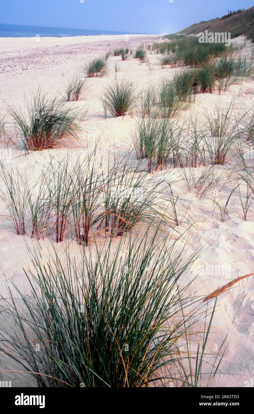 Sand dunes weeds on beach hi-res stock photography and images - Alamy