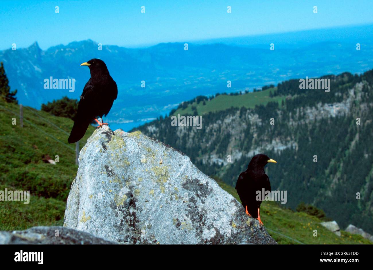 Alpine chough (Pyrrhocorax graculus), Alps, Switzerland Stock Photo - Alamy