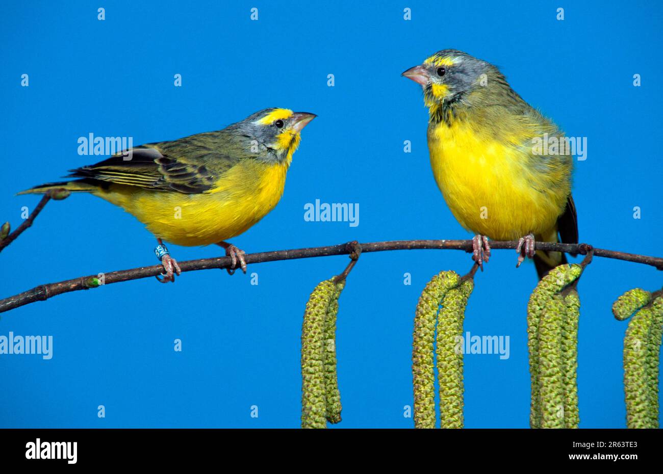 Bird canaries male female hi-res stock photography and images - Alamy
