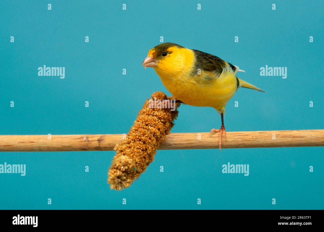 Canary agriculture hi-res stock photography and images - Alamy