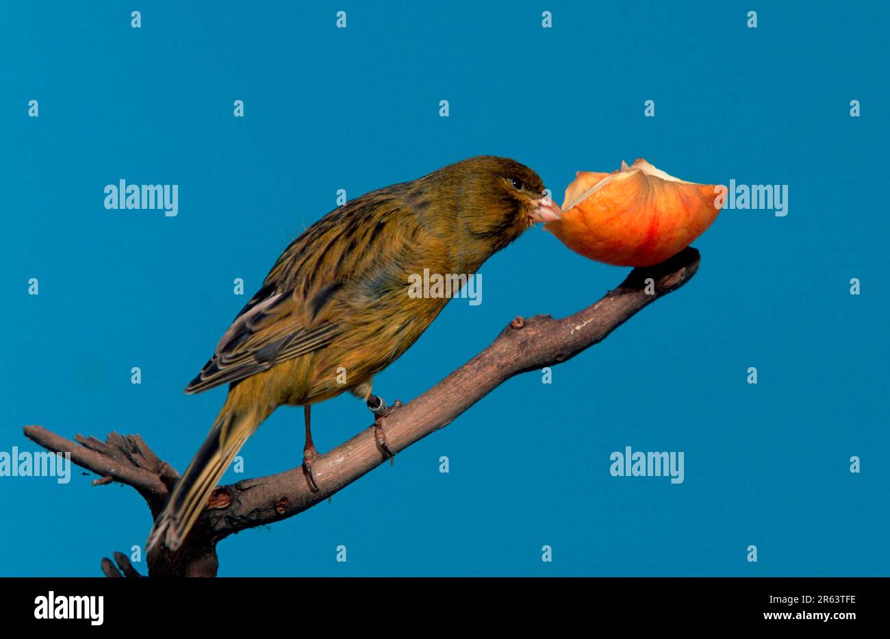 Gloster apple hi-res stock photography and images - Alamy