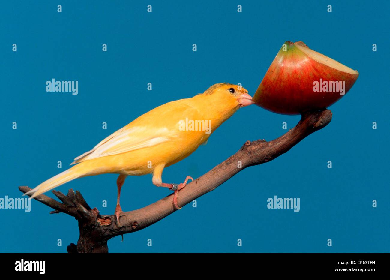 Yellow Rhinelander Canary Eating Apple Stock Photo - Alamy