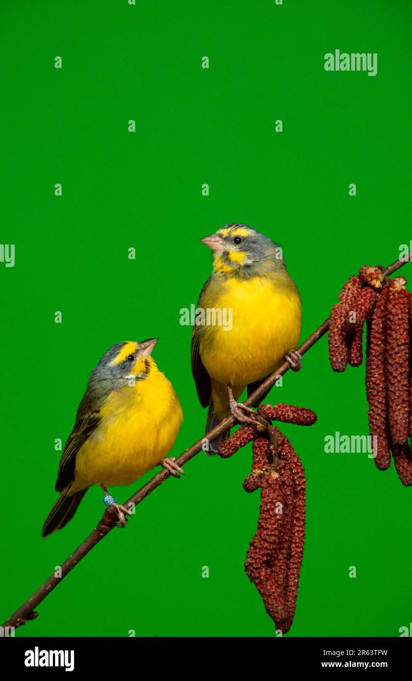 Pair of canaries hi-res stock photography and images - Alamy