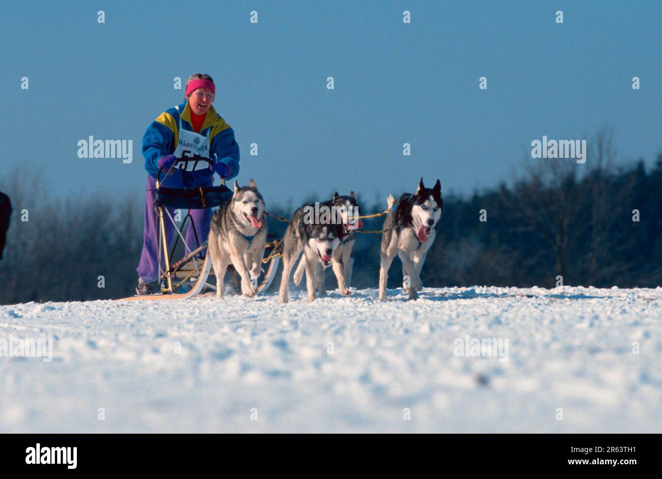 Siberian Husky Team, Sled Dog Racing Stock Photo - Alamy