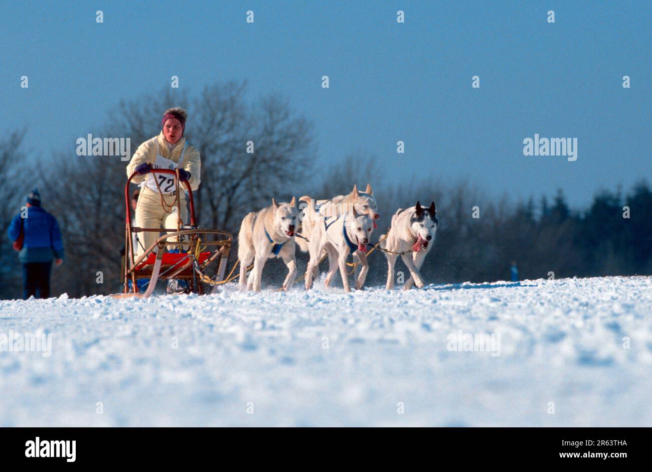Siberian husky racing hi-res stock photography and images - Alamy